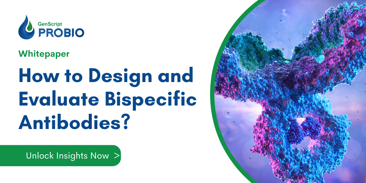 Master the Art and Science of Bispecific Antibody Design